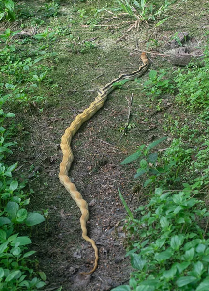 Big snake Stock Photos, Royalty Free Big snake Images | Depositphotos