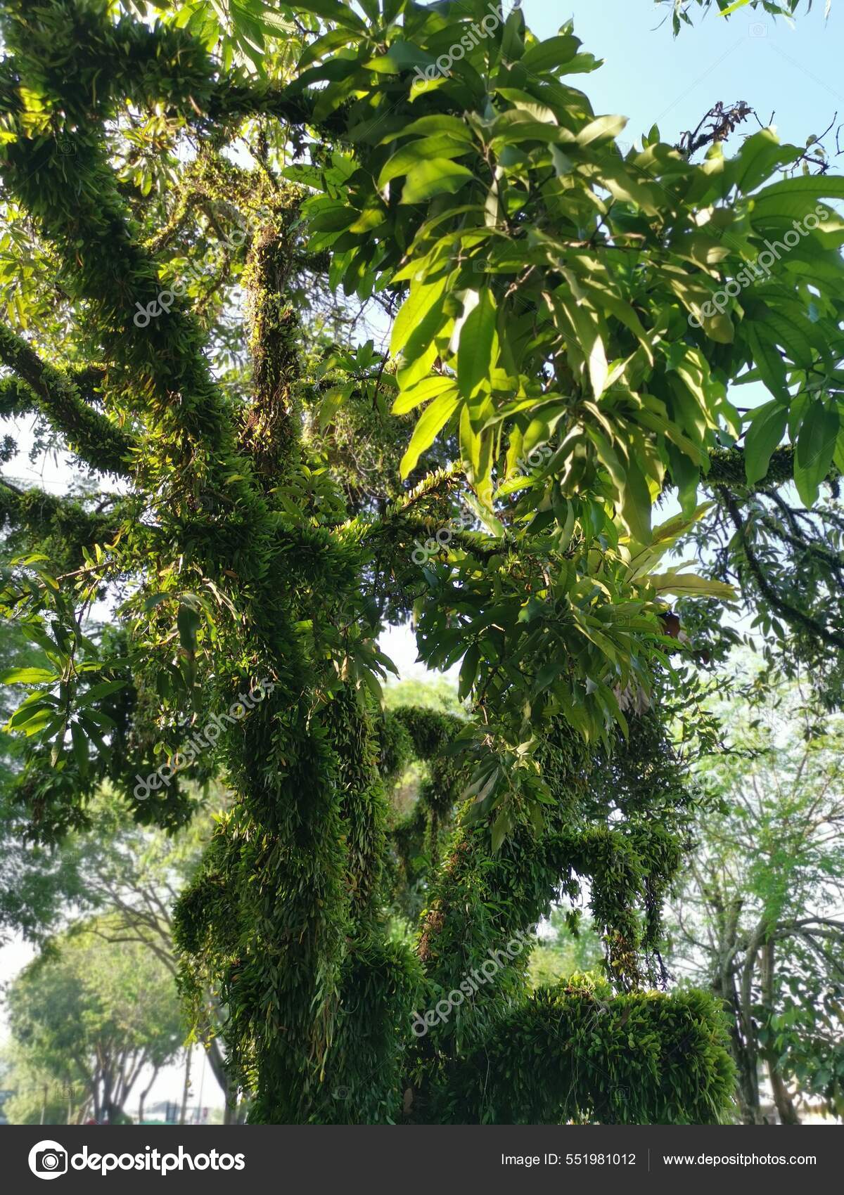 Dragons Scale Fern Propagating Old Tree Trunk Branches Stock Photo by ...