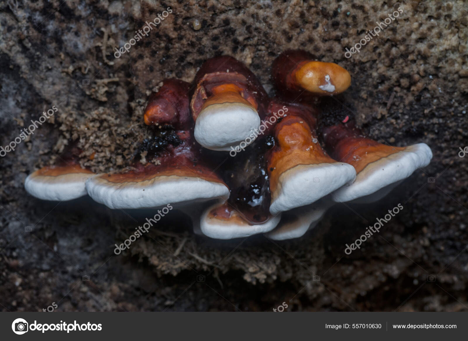 Ganoderma Applanatum Wood Decay Fungus — Stock Photo © sweemingyoung ...