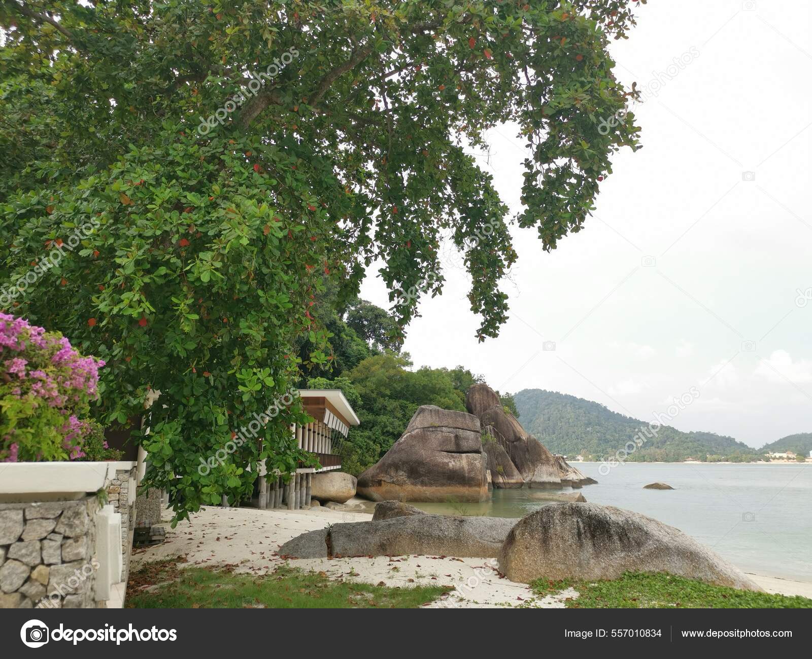 Rainforest Leafy Branches Hanging Out Beach Stock Photo by ...