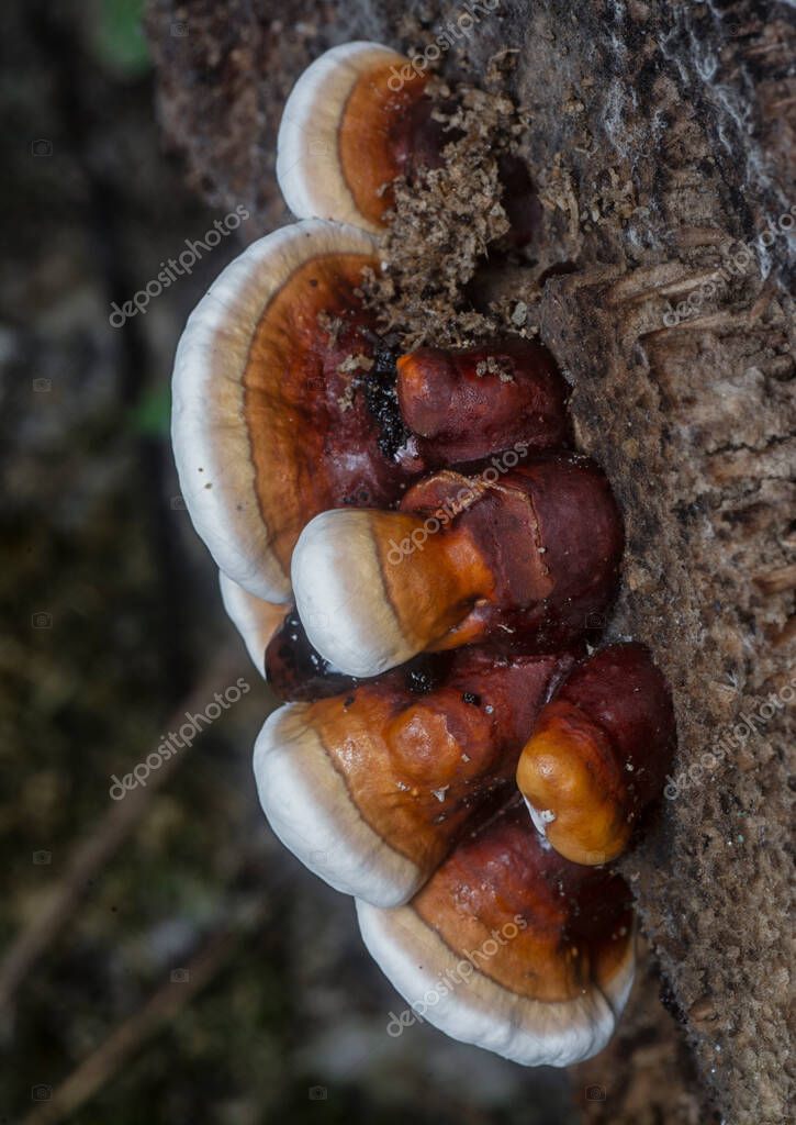 Ganoderma applanatum el hongo de descomposición de la madera. 2022