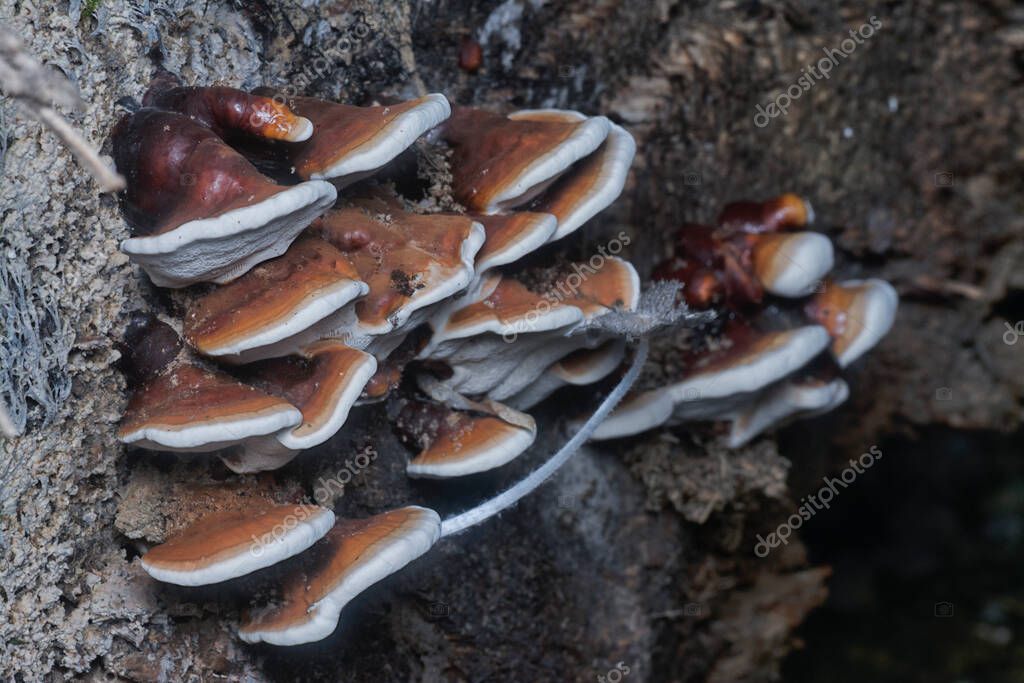 Ganoderma applanatum el hongo de descomposición de la madera. 2024