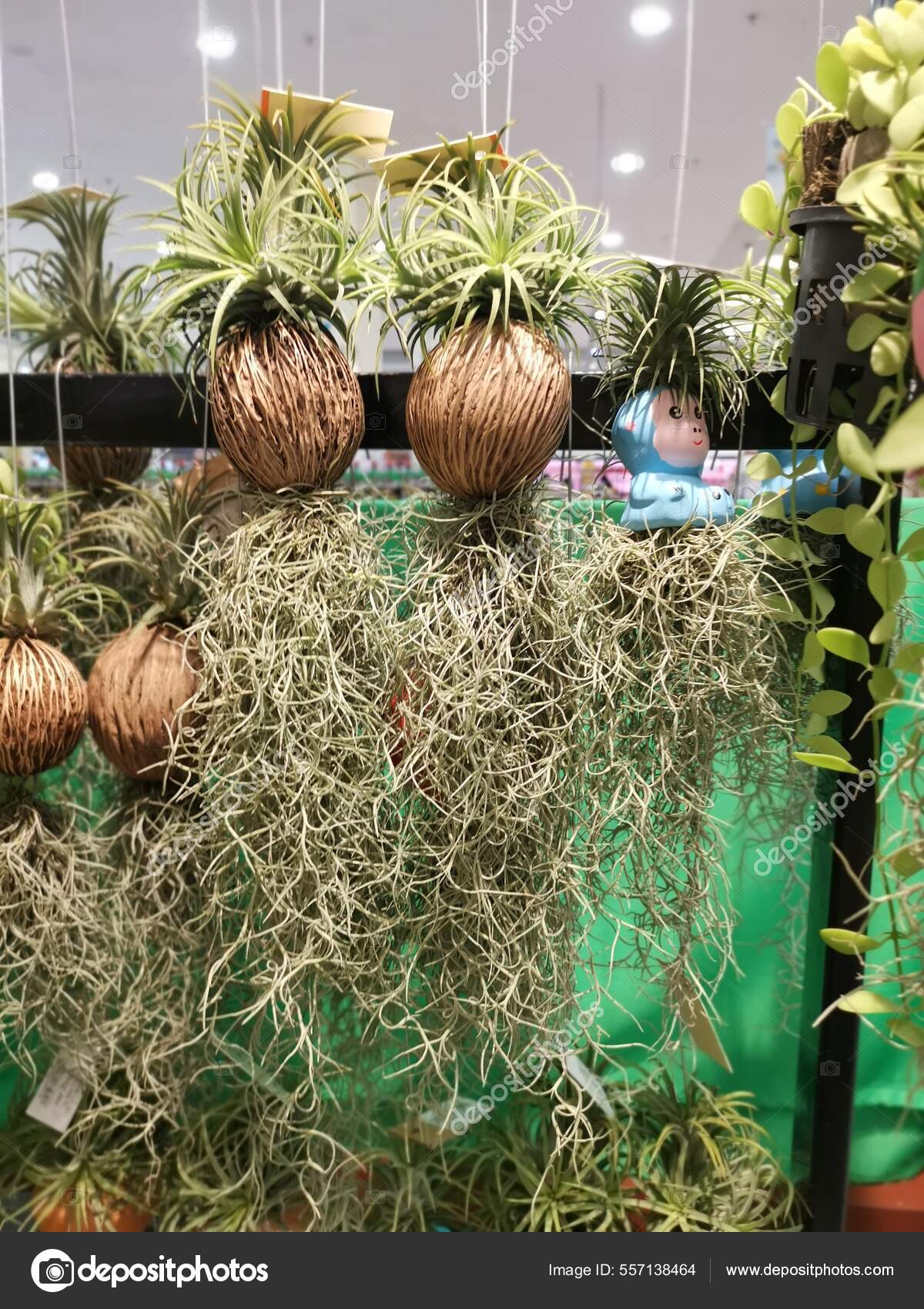 Perak Malaysia March 2022 Varieties Fresh Bromeliad Plants Flowers ...