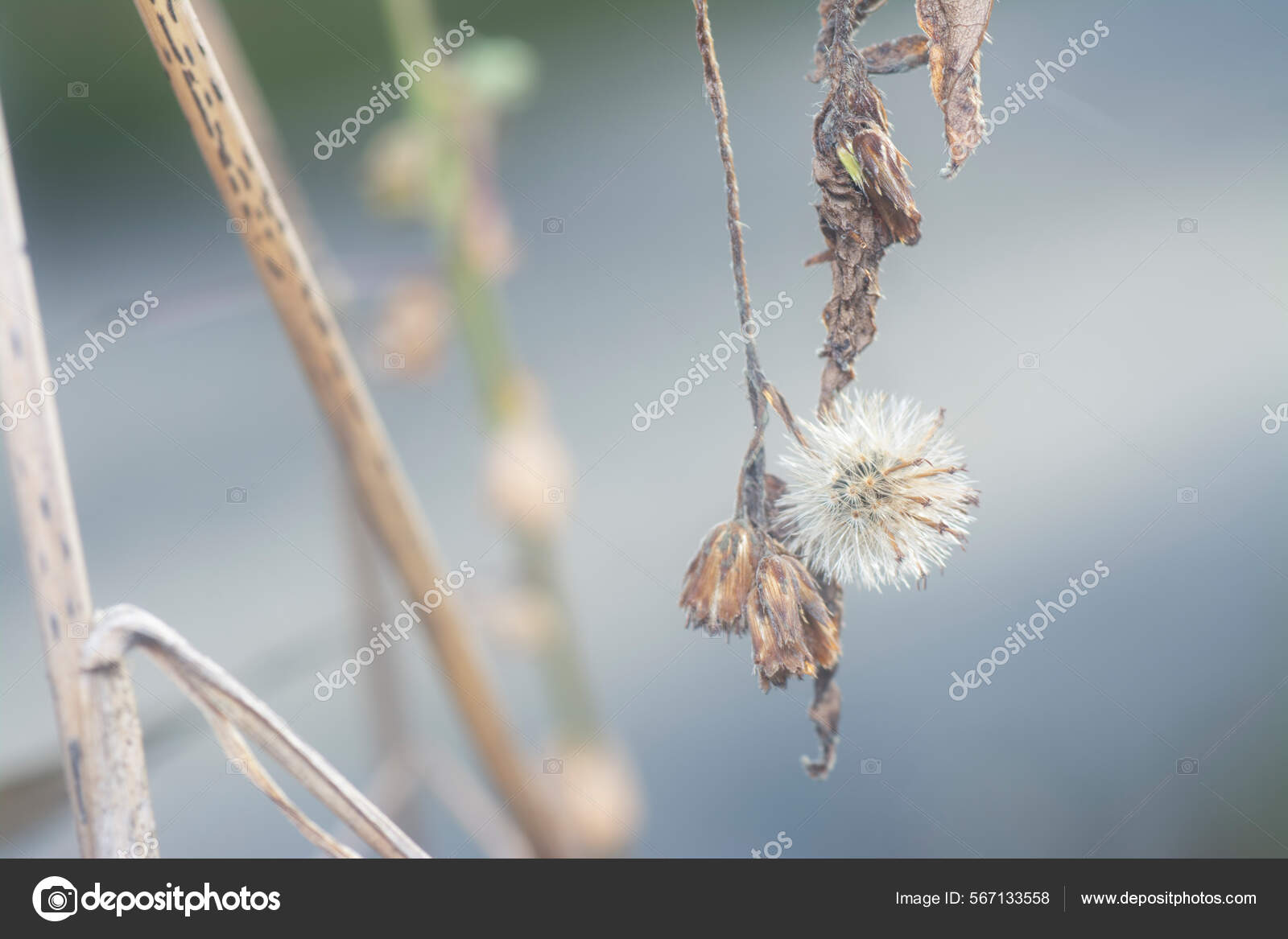 Close Shot Withering Ageratum Conyzoides Flower Stock Photo by ...