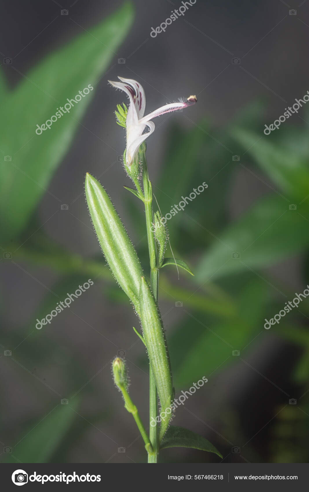 Close Shot Sabah Snake Grass Plant Stock Photo by ©sweemingyoung 567466218