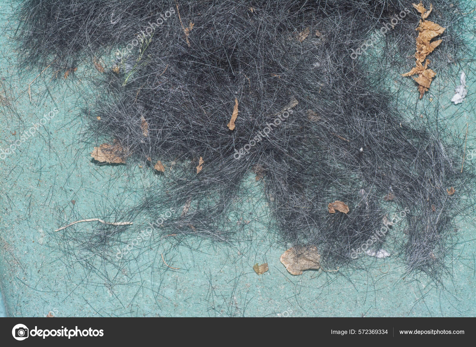 Tuft Cut Hair Dustbin Stock Photo by ©sweemingyoung 572369334