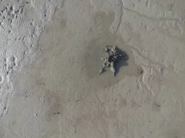 Intertidal mudflat Stock Photos, Royalty Free Intertidal mudflat Images ...