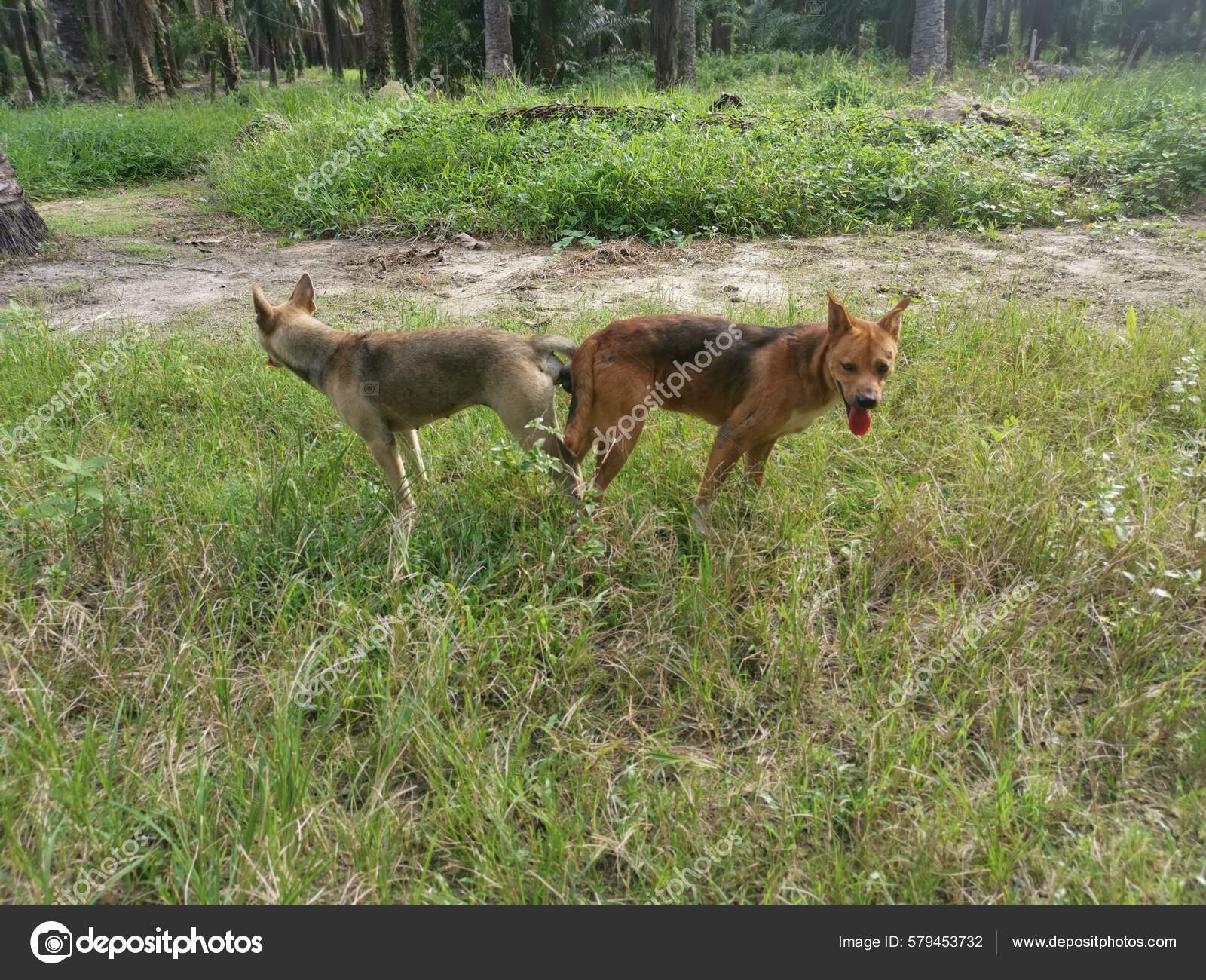 Stray Dogs Mating Plantation — Stock Photo © sweemingyoung #579453732