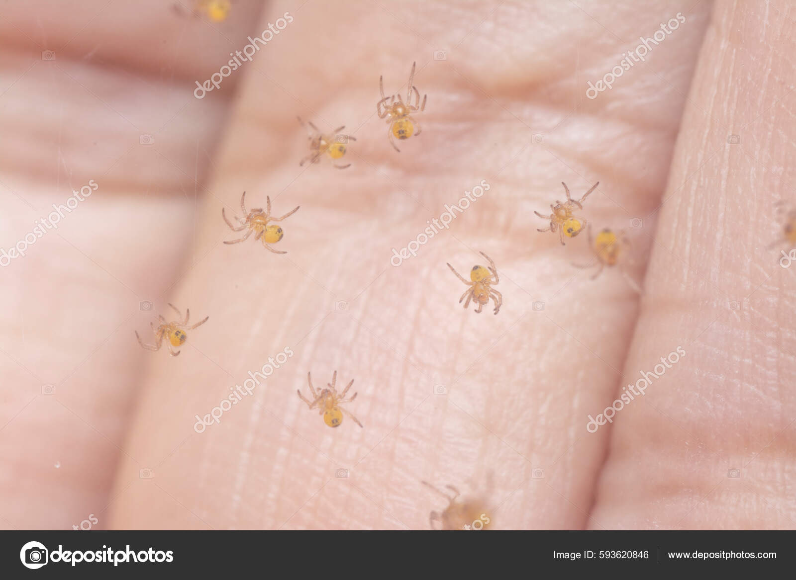 Swarm Little Babies Spider Tangled Wet Spider Web Stock Photo by ...