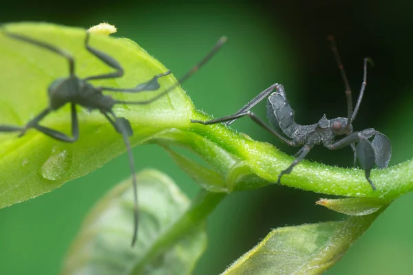 Two spotted assassin bug Stock Photos, Royalty Free Two spotted ...