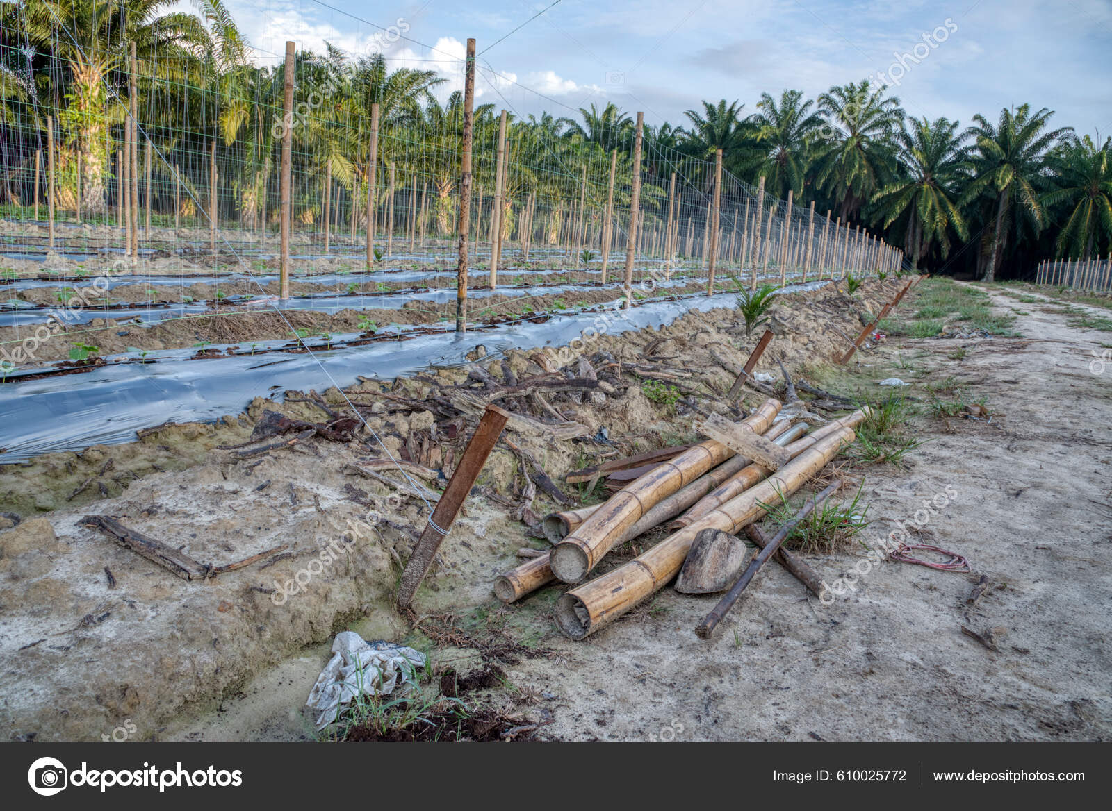 Escena Los Postes Bambú Fila Simétrica Granja Agricultura Plantas Vid ...