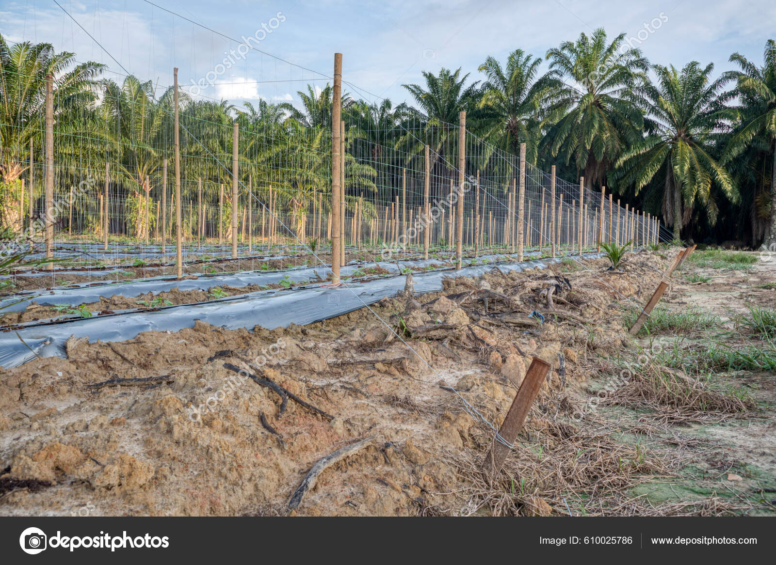 Escena Los Postes Bambú Fila Simétrica Granja Agricultura Plantas Vid ...