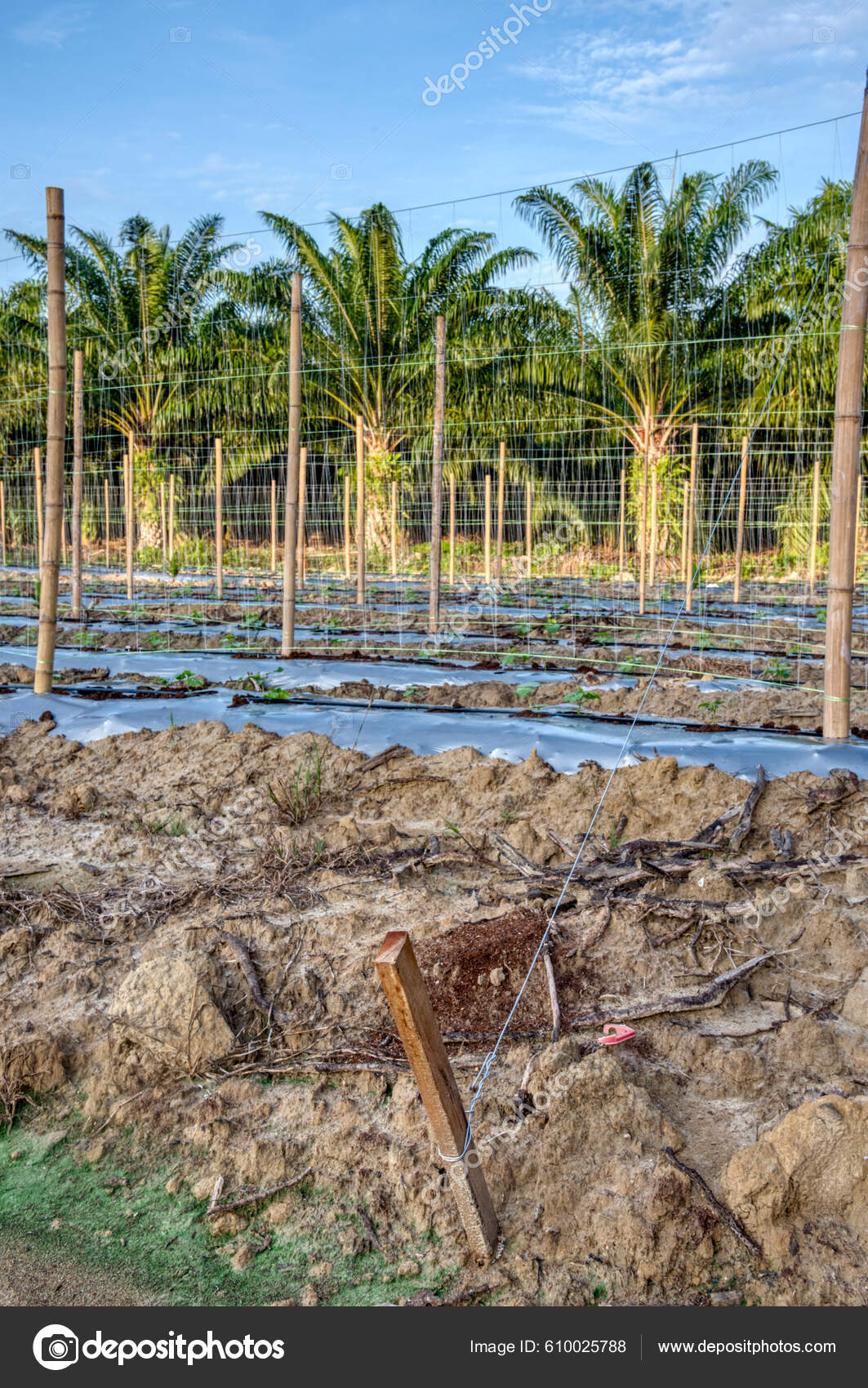 Escena Los Postes Bambú Fila Simétrica Granja Agricultura Plantas Vid ...