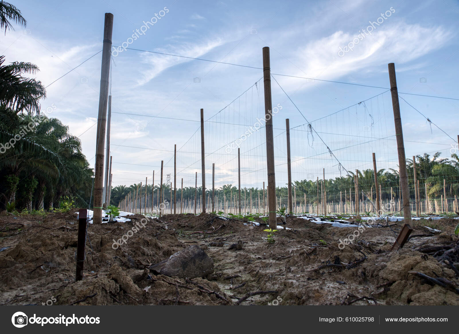 Escena Los Postes Bambú Fila Simétrica Granja Agricultura Plantas Vid ...