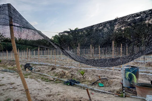 Escena Los Postes Bambú Fila Simétrica Granja Agricultura Plantas Vid ...
