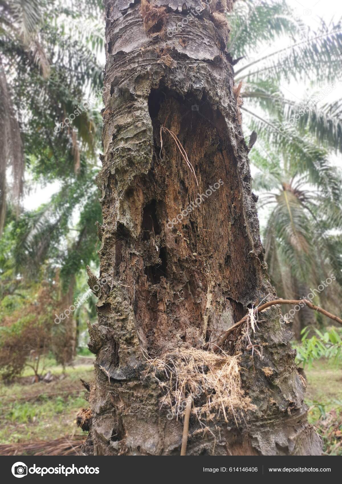 Decaying Rotting Oil Palm Tree Plantation Stock Photo by ©sweemingyoung ...
