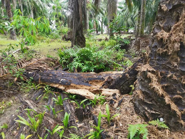 Decaying Rotting Oil Palm Tree Plantation Stock Photo by ©sweemingyoung ...