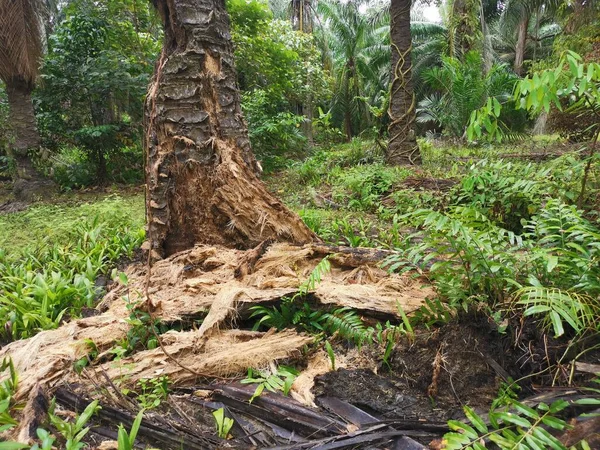 Decaying Rotting Oil Palm Tree Plantation Stock Photo by ©sweemingyoung ...
