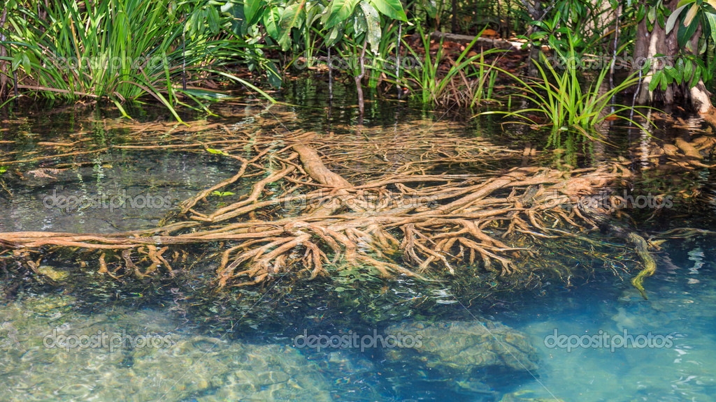 Swamp forest or peat swamp forest — Stock Photo © IBigblue #42456725
