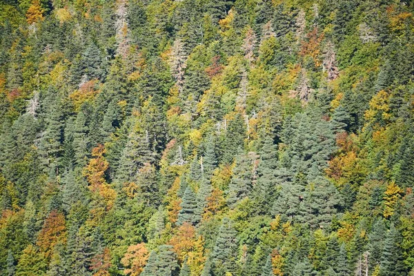 Forest trees bight colors Stock Photos, Royalty Free Forest trees bight ...