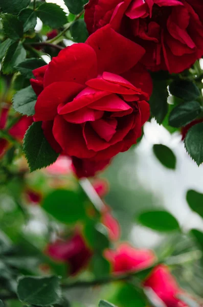 Red Rose Garden Wallpaper