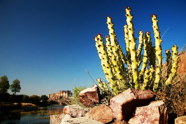 Cactus in Thar Desert, India, Asia — Stock Photo © rechitansorin #25815049