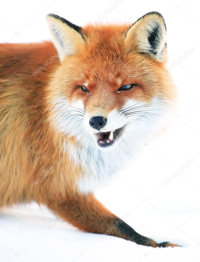 Fox portrait — Stock Photo © rechitansorin #26101153