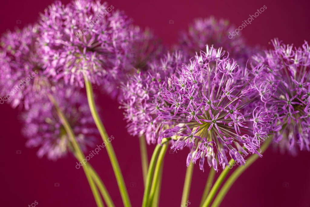 Hermosa flor de alium sobre un fondo morado. Allium o planta decorativa ...