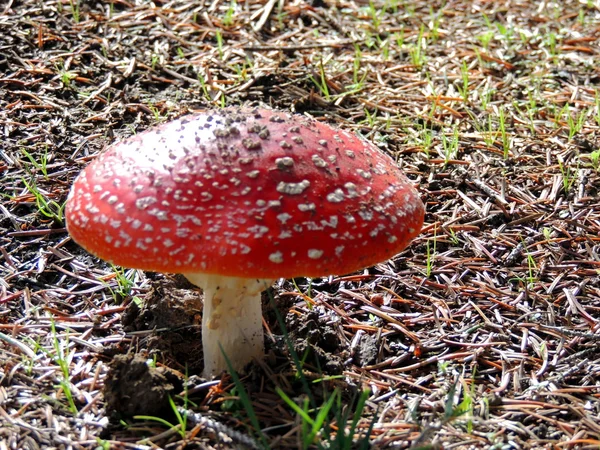 11,908 Mycology Stock Photos, Images | Download Mycology Pictures on ...