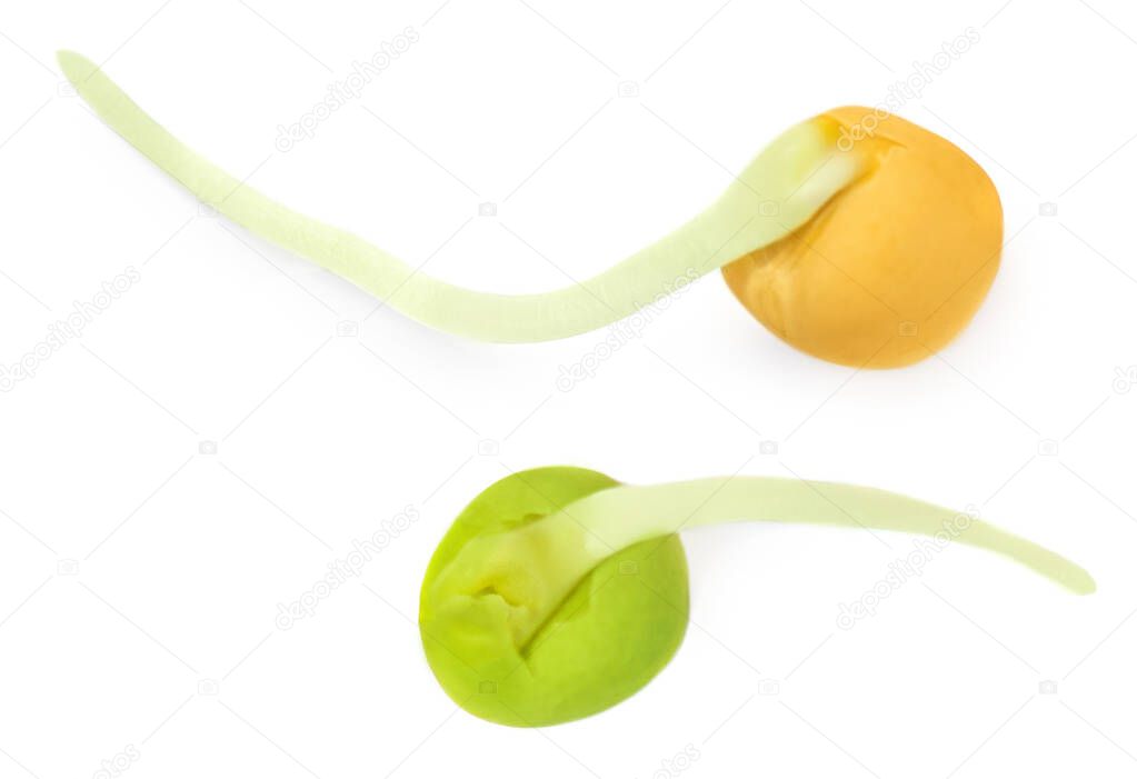 Brotes de frijol aislados sobre fondo blanco. Primavera Moong o mung ...