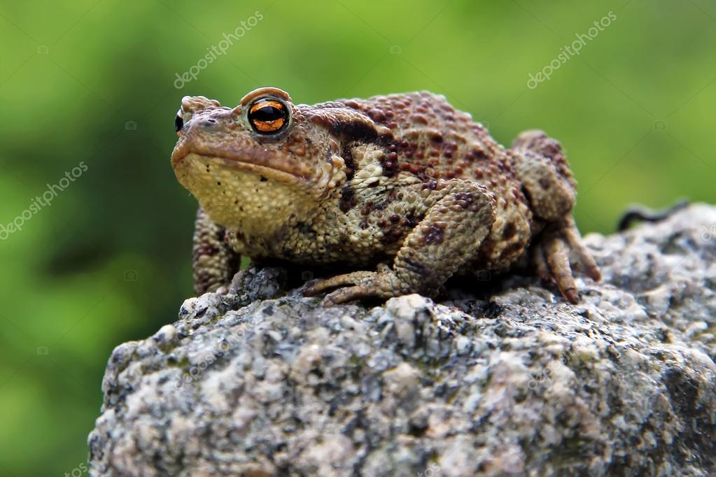 Frog on stone — Stock Photo © Geraldas1 #34221161