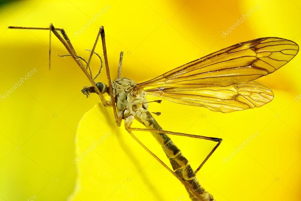 Insects in macro — Stock Photo © Geraldas1 #36652639