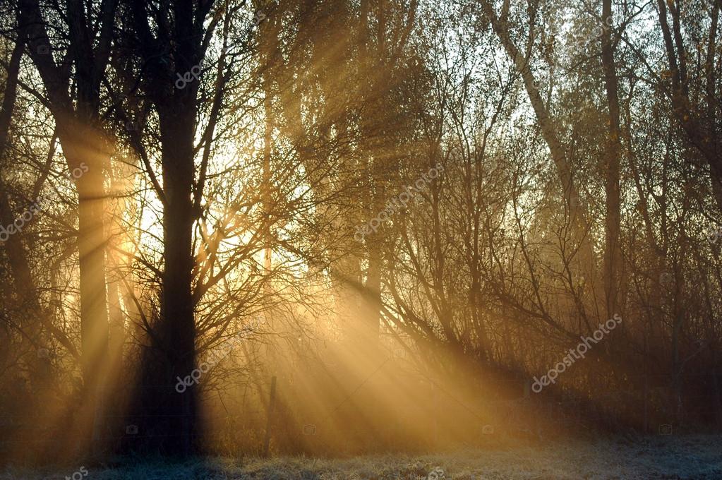 Beams of light pour through the trees — Stock Photo © jeffreyvandaele ...