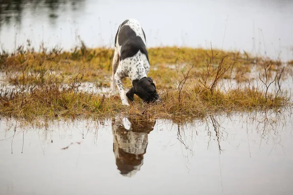 Puddle pointer Stock Photos, Royalty Free Puddle pointer Images ...