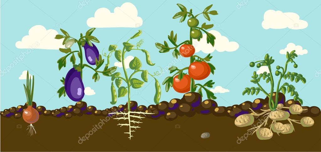 Vegetable Garden Clip Art
