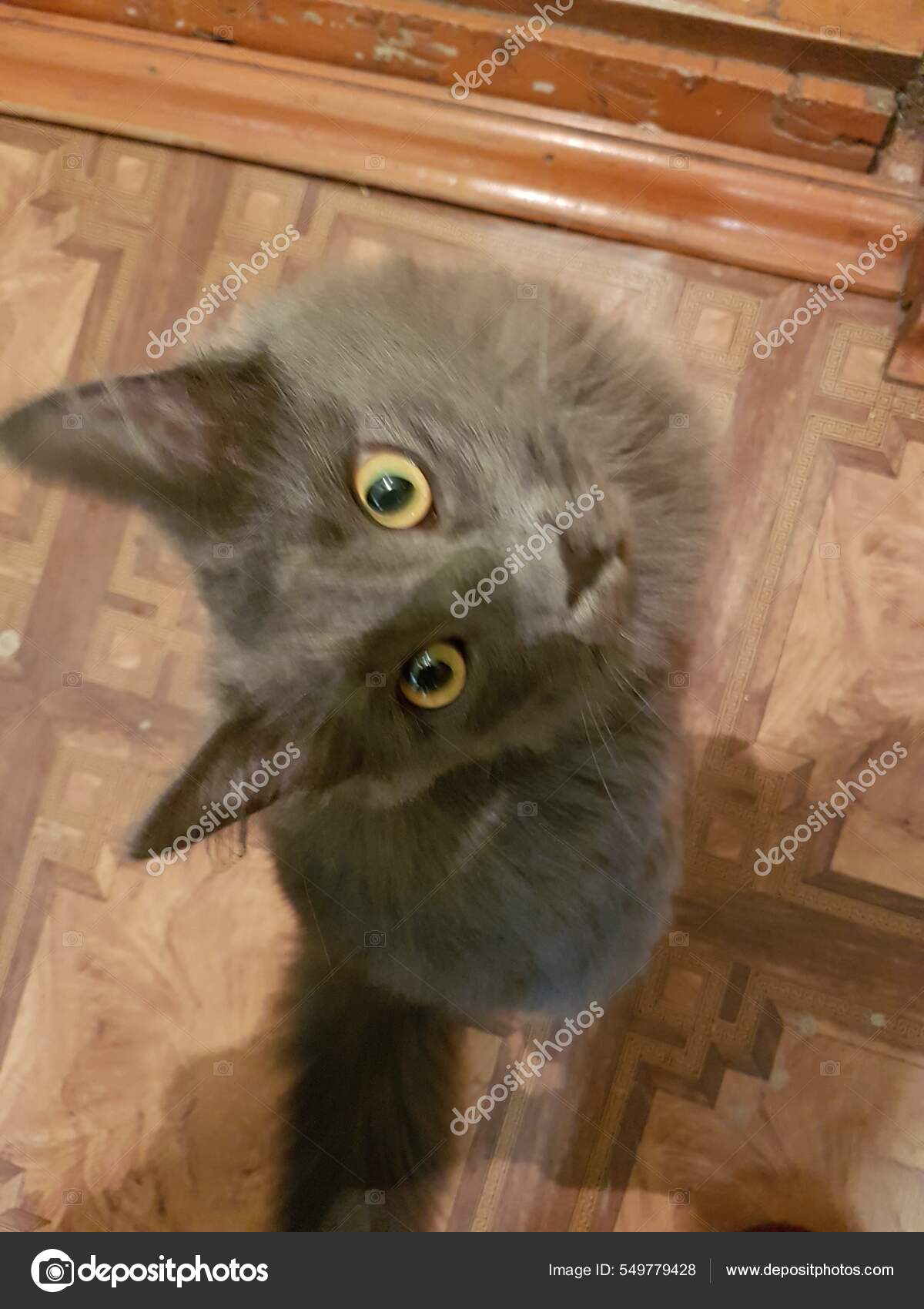 Cats All World — Stock Photo © #dsg #549779428