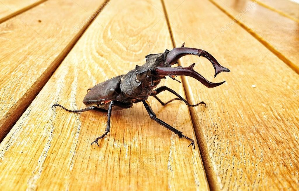 A horned bug on the wooden table. — Stock Photo © mr.bodich #26618987