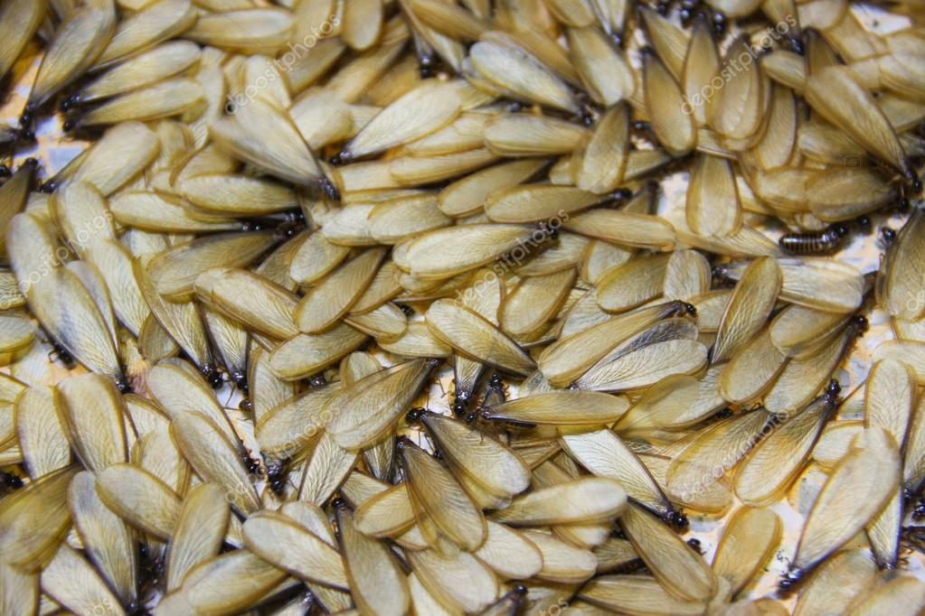 Winged termite — Stock Photo © chartcameraman #33394059