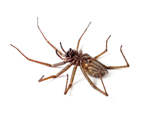 Dead spider Stock Photos, Royalty Free Dead spider Images | Depositphotos