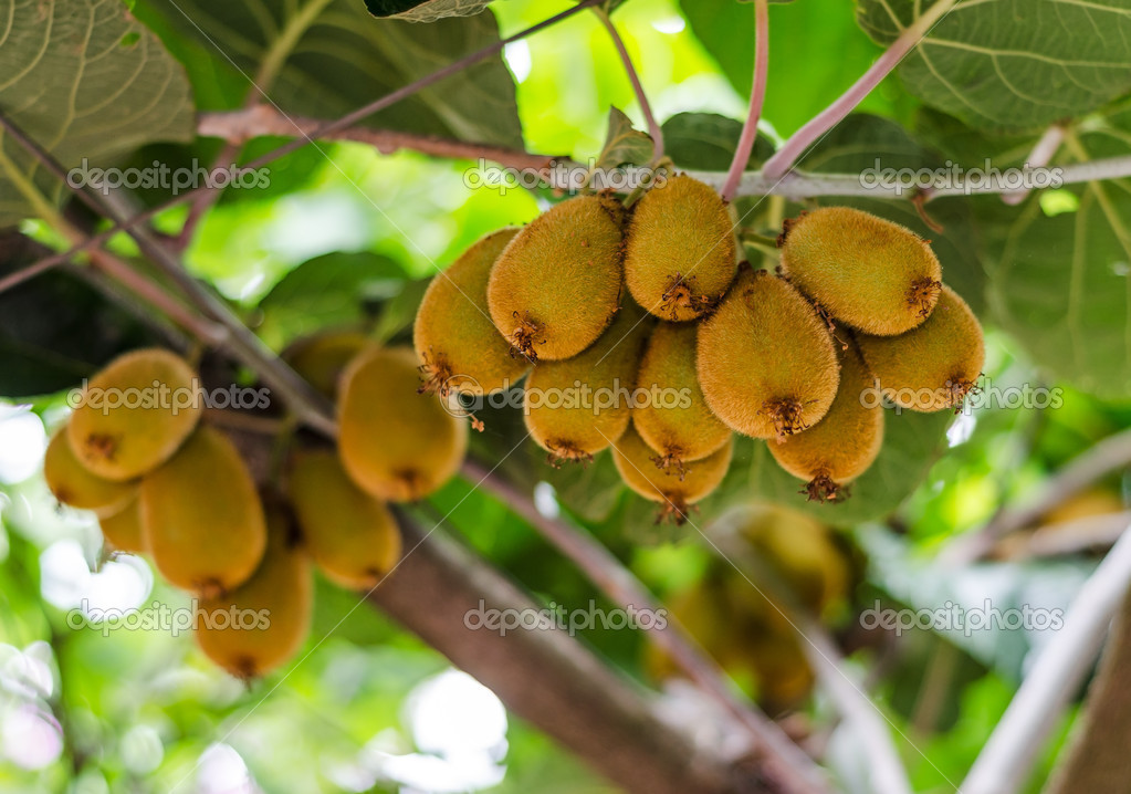 Kiwi Tree Stock Photo by ©Martina_L 49399605