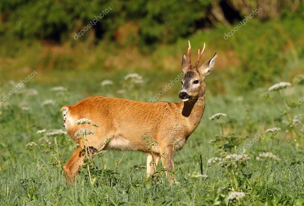 Red roe deer — Stock Photo © hlavkom #30154361