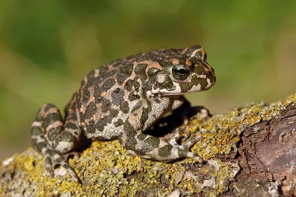 ᐈ Ugly pig stock images, Royalty Free hideous photos | download on ...