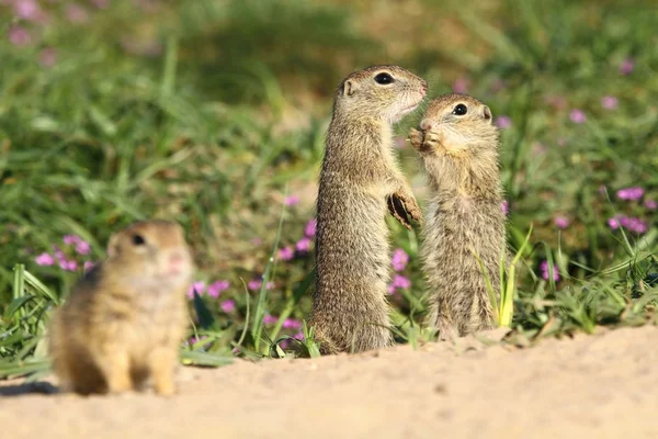 Baby squirrels Stock Photos, Royalty Free Baby squirrels Images ...