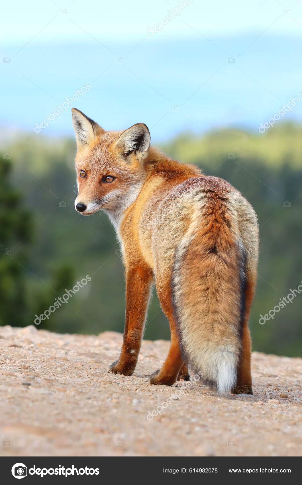 Adorable Wild Red Fox Mountains — Stock Photo © hlavkom #614982078