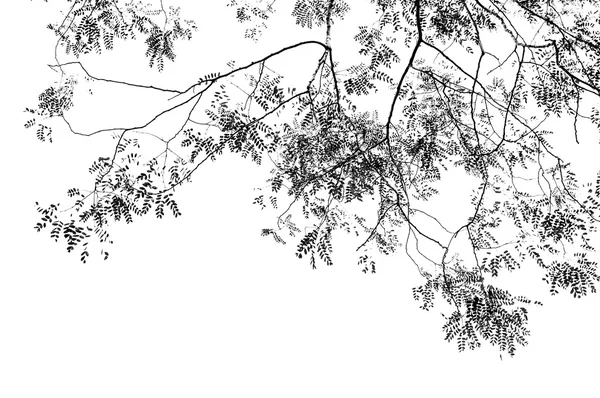 Fotos de Doğa resmi çizim, Imagens de Doğa resmi çizim sem royalties ...