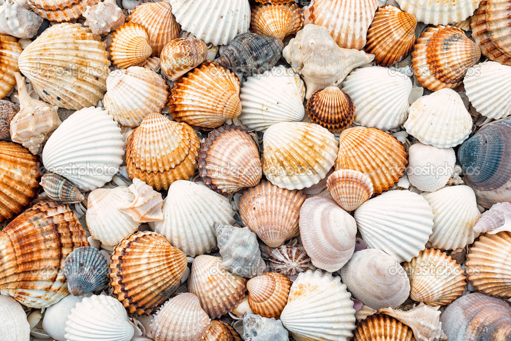 Abstract texture of shells — Stock Photo © Dreamon512 #26619483