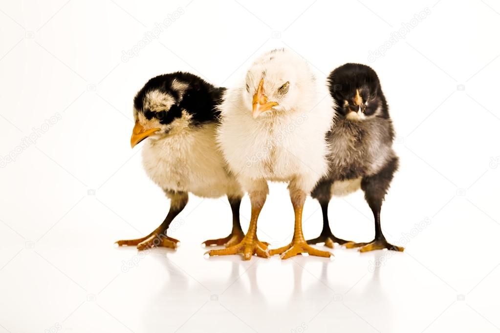 3 sleeping baby Chickens Stock Photo by ©noltelourens 26361425