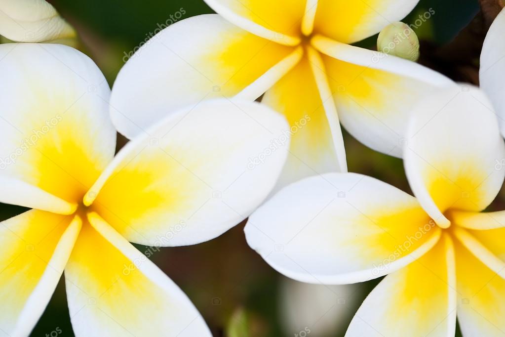 Frangipani — Stock Photo © noltelourens #26361773