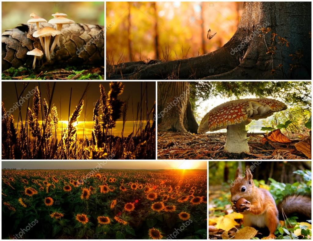 Autumn Desert Nature Collage