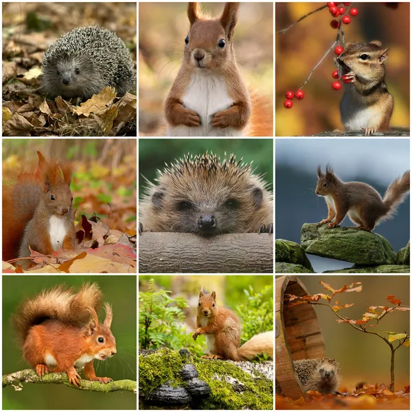 ᐈ Squirrels stock photos, Royalty Free baby squirrel pictures ...